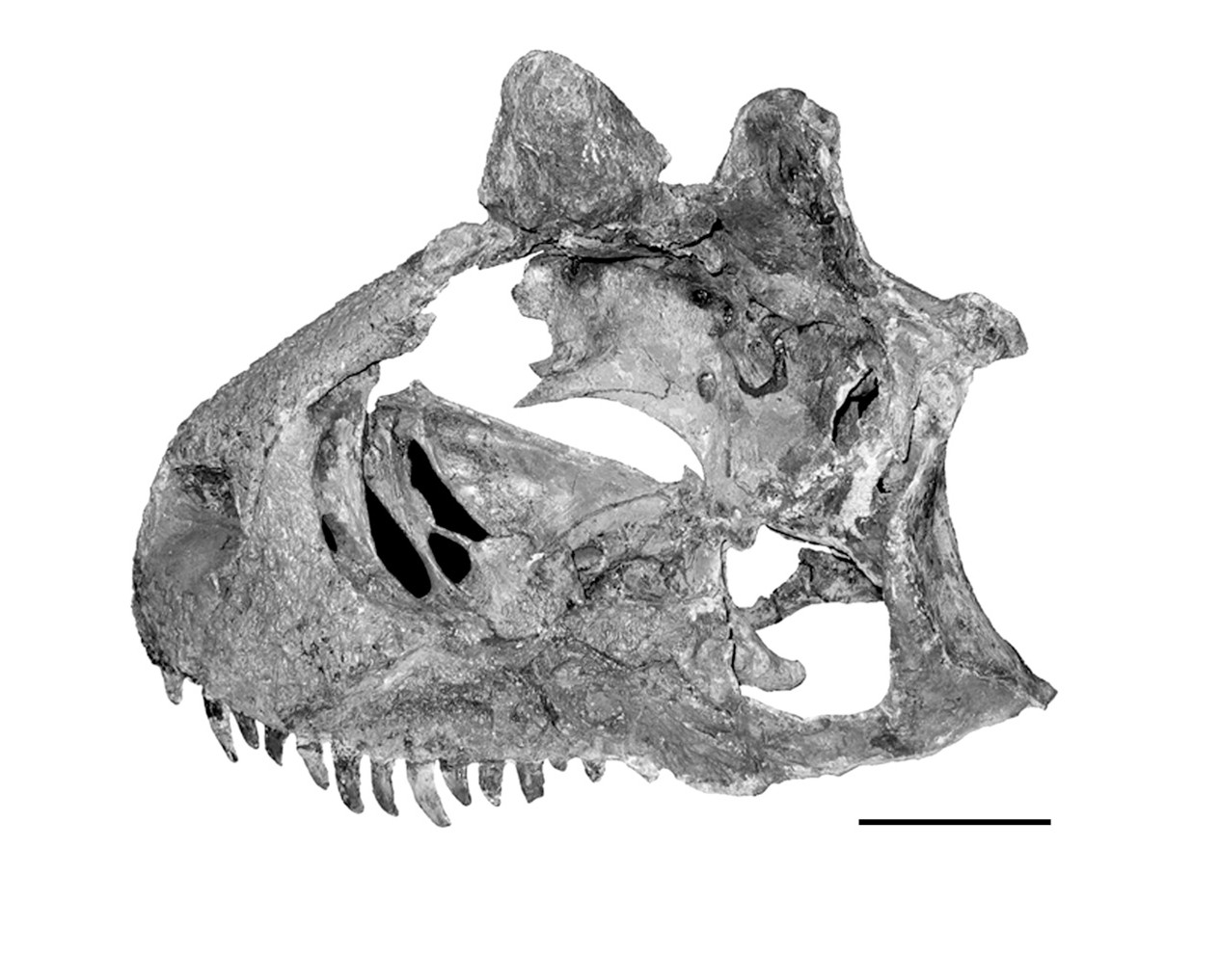 Paleosur: Anatomía del basicraneo de Carnotaurus sastrei