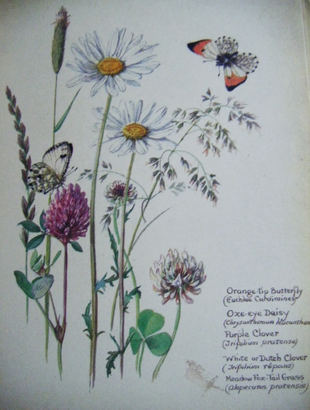 Beach-Combing Magpie: Edith Holden's Nature Notes in a Country Diary...