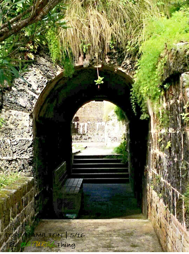 This NATURAL Thing: Fort Hamilton | Top of the City