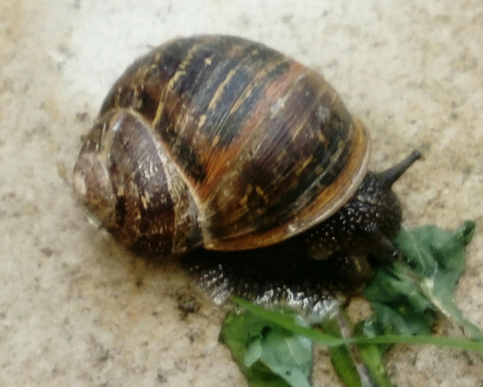 Common Garden Snail