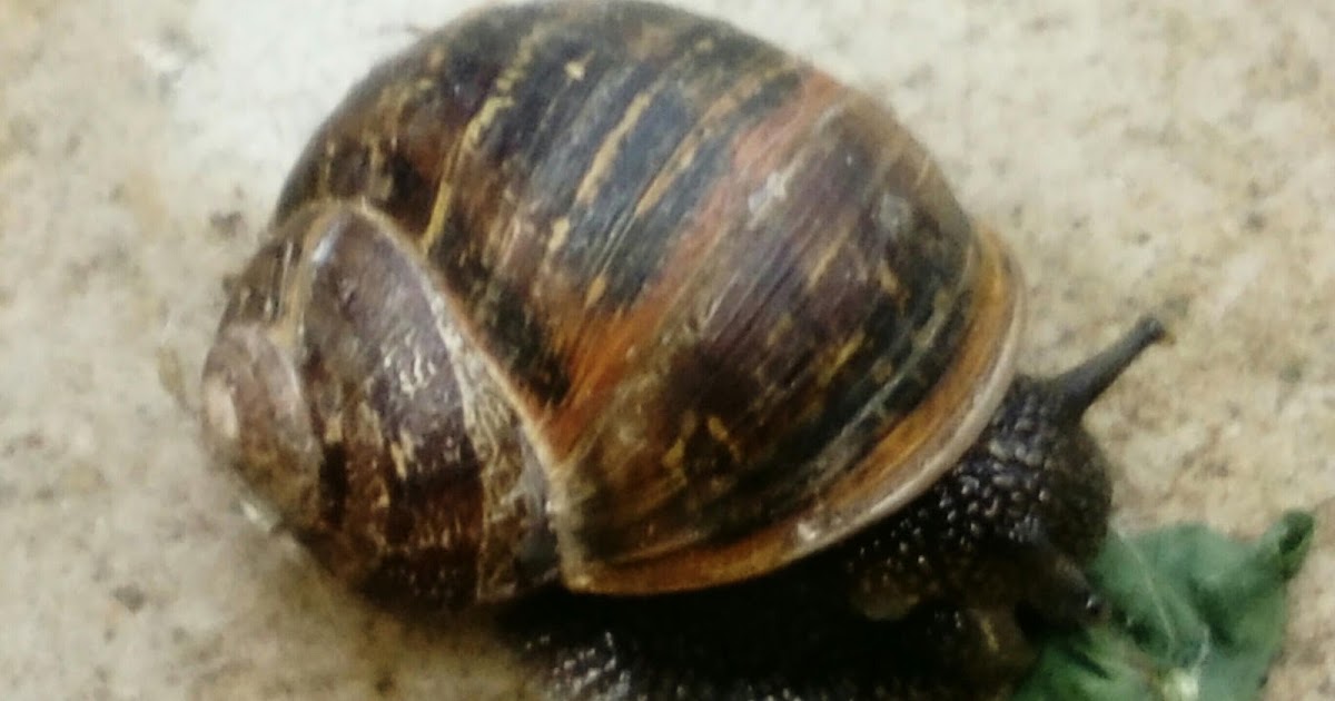 Common Garden Snail