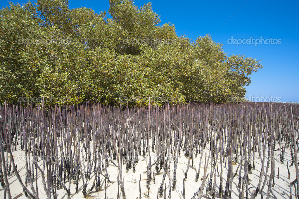 SARAU PARA TODOS: MANGUE - A ÁRVORE QUE ANDA