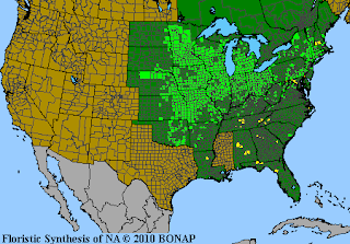 Restoring The Landscape With Native Plants: Native Plant of the Week ...