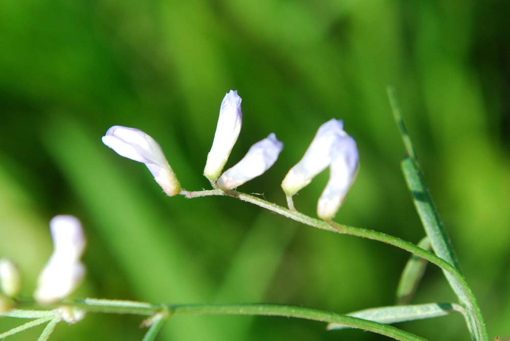 Space Coast Wildflowers: Satellite Beach Post Office Swale: Spring ...