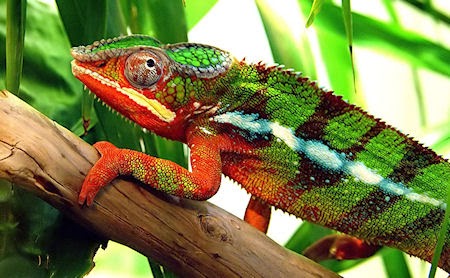 The Presurfer: The Secrets Of Color-Changing Chameleons Revealed