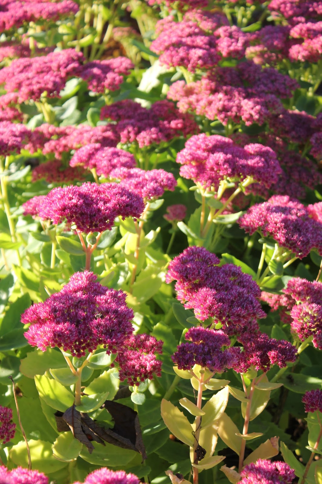 Kasvikavalkadi: MAKSAAKO VAIVAN? – MAKSARUOHO