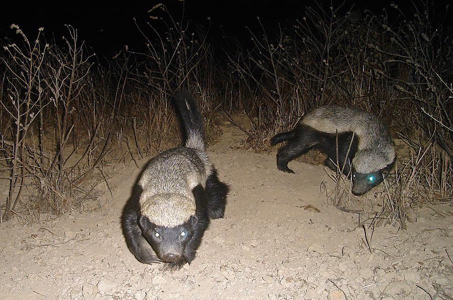 Remote Camera Trap - South Africa: February 2011