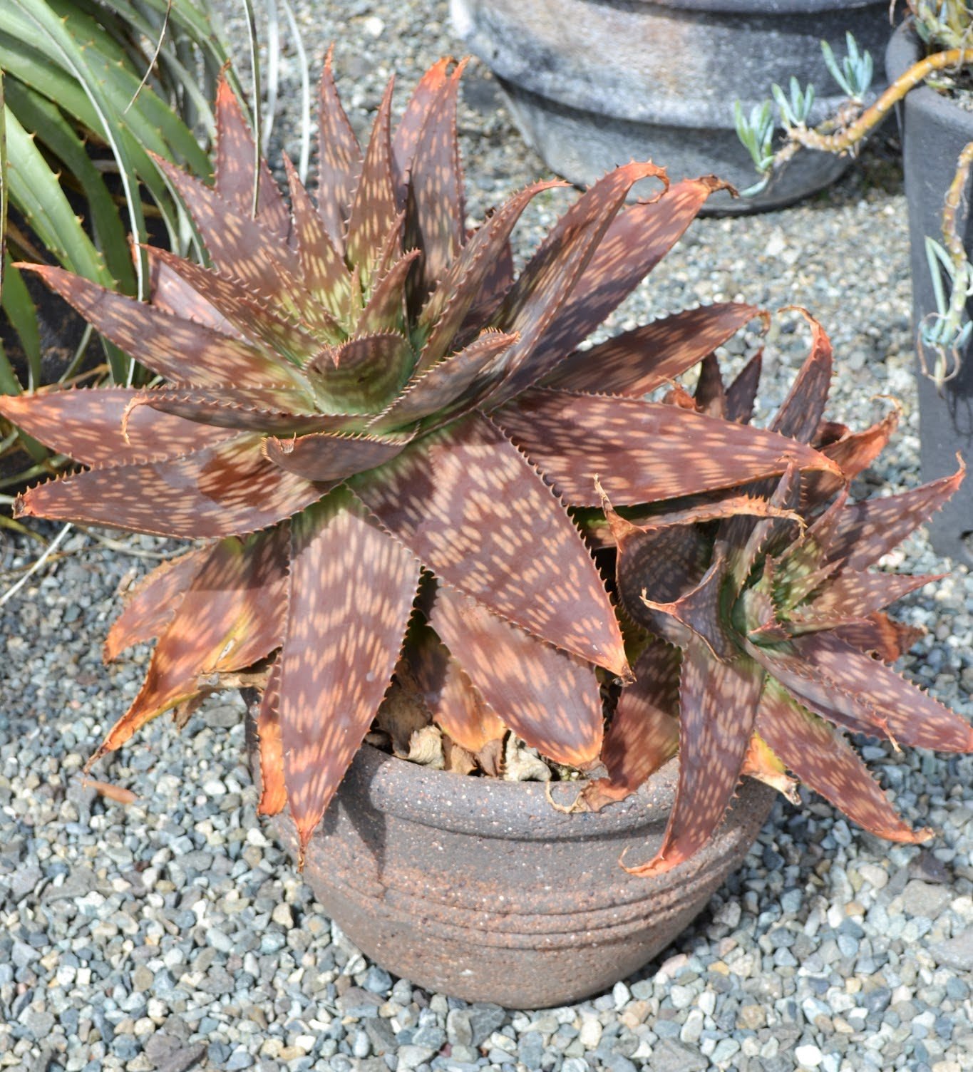 The Outlaw Gardener: Far Reaches Farm Part Three; More Amazing Plants