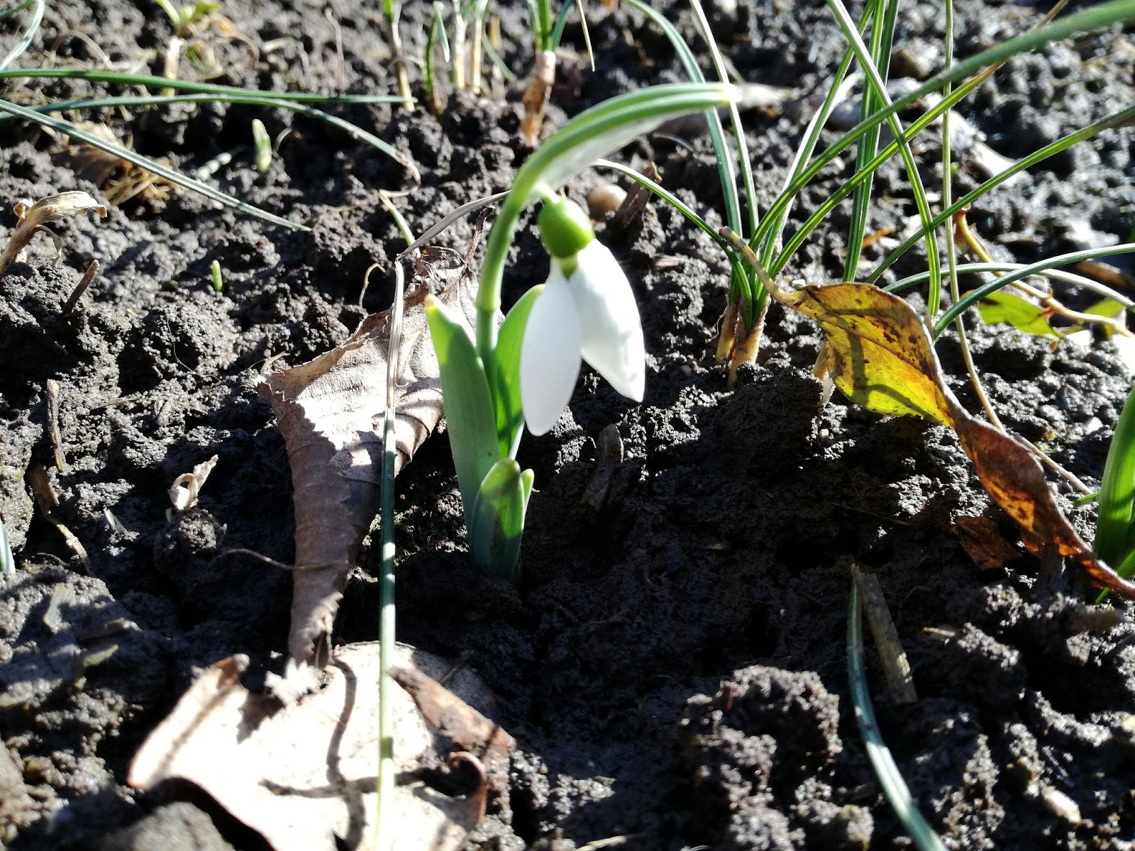 cele patru anotimpuri: Ghiocel