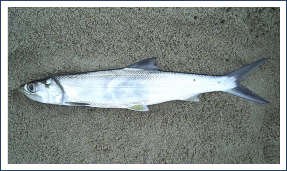 :: PESCA DE PRAIA PIO XII :::::::: PEIXES