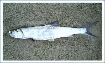 :: PESCA DE PRAIA PIO XII :::::::: PEIXES