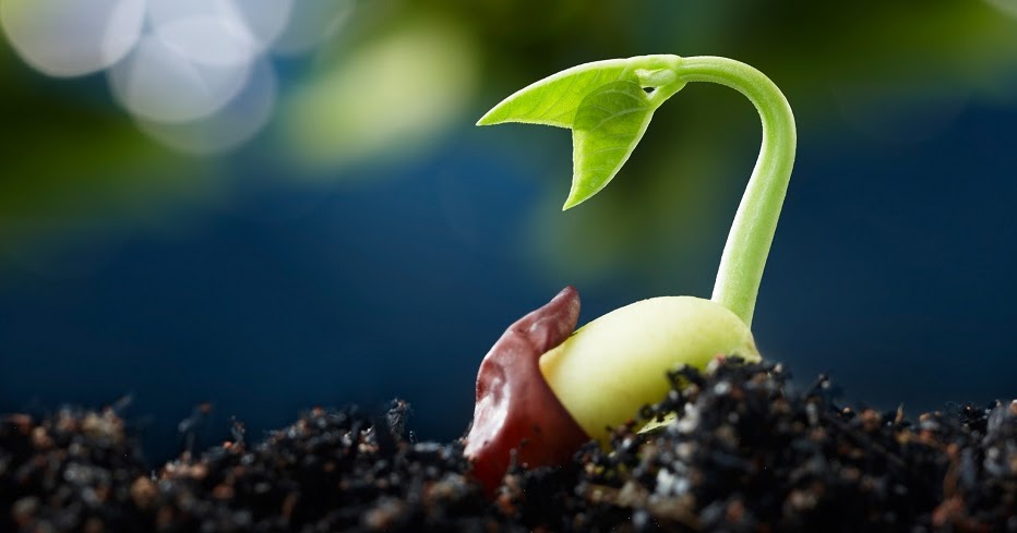 Pengertian Kotiledon Pada Tanaman Monokotil dan Dikotil - Blog Seputar ...