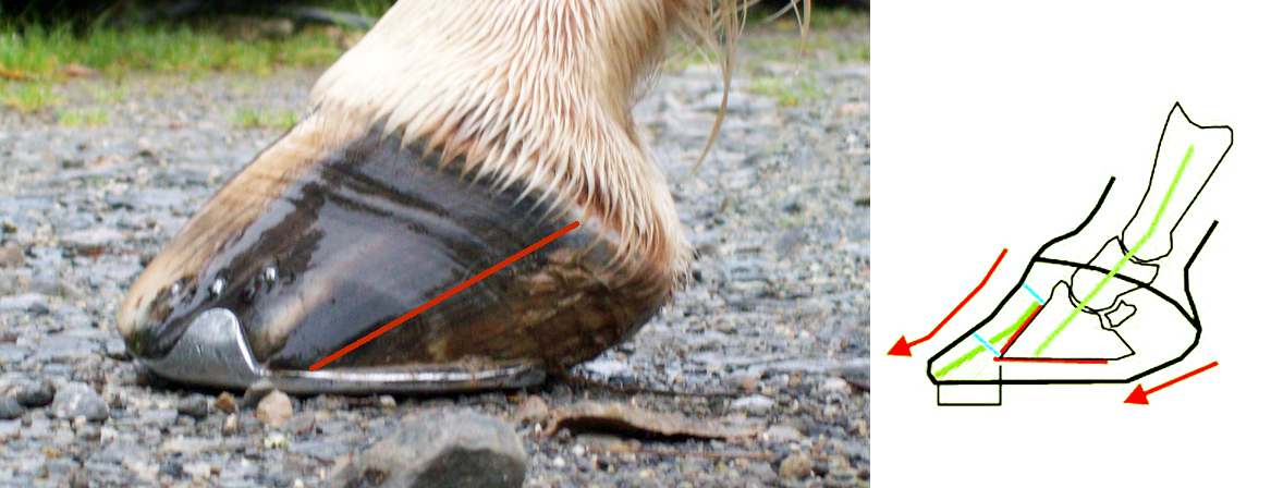 Paardenhoeveninfo: Anatomie 4 - De achterkant van de hoef