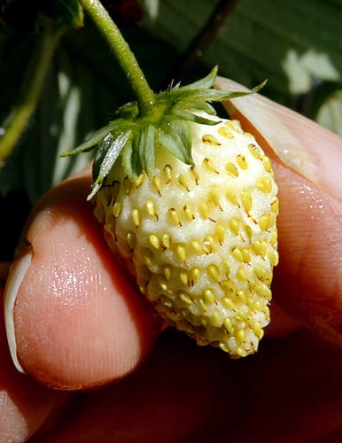 Amazing Facts From Around the World!: 10 Weird Fruits and Vegetables ...