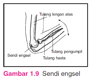 Jenis – Jenis Sendi pada Tubuh Manusia