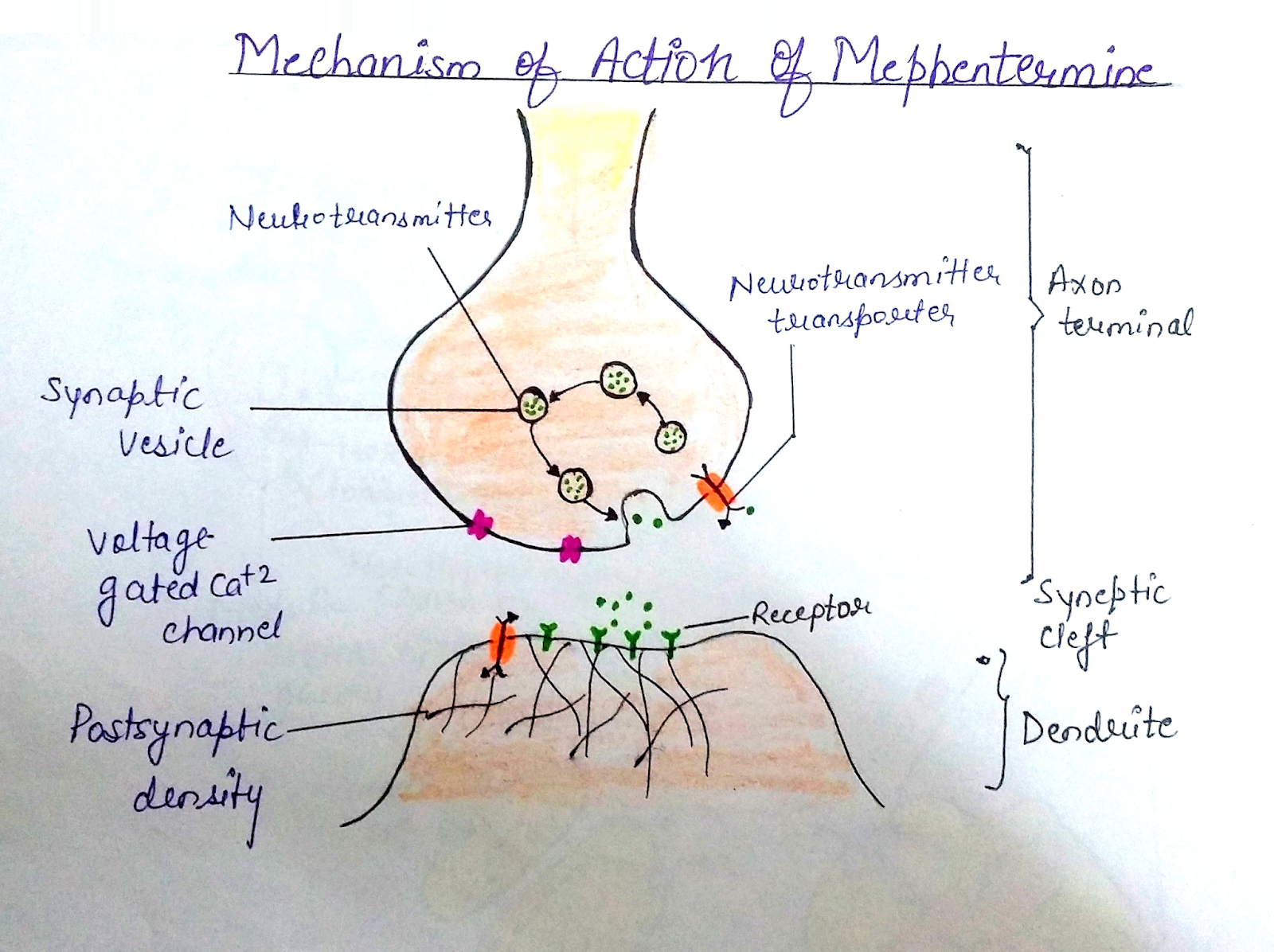Pharmacology of Drugs: mechanism of action of mephentermine