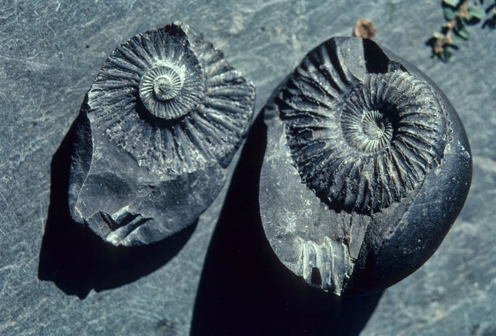 Fossils - Nepal Travel Book