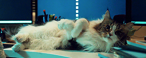 Visual Consumer: Obligatory animated cat gif
