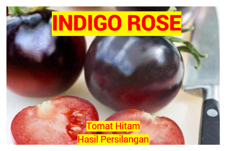 Tomat Hitam Unik Hasil Persilangan - Lim Corporation