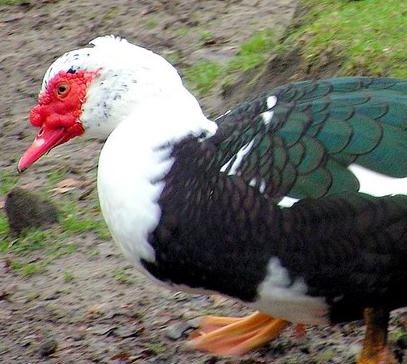 FunTESTic en het avontuur in Suriname: "Safri,safri"