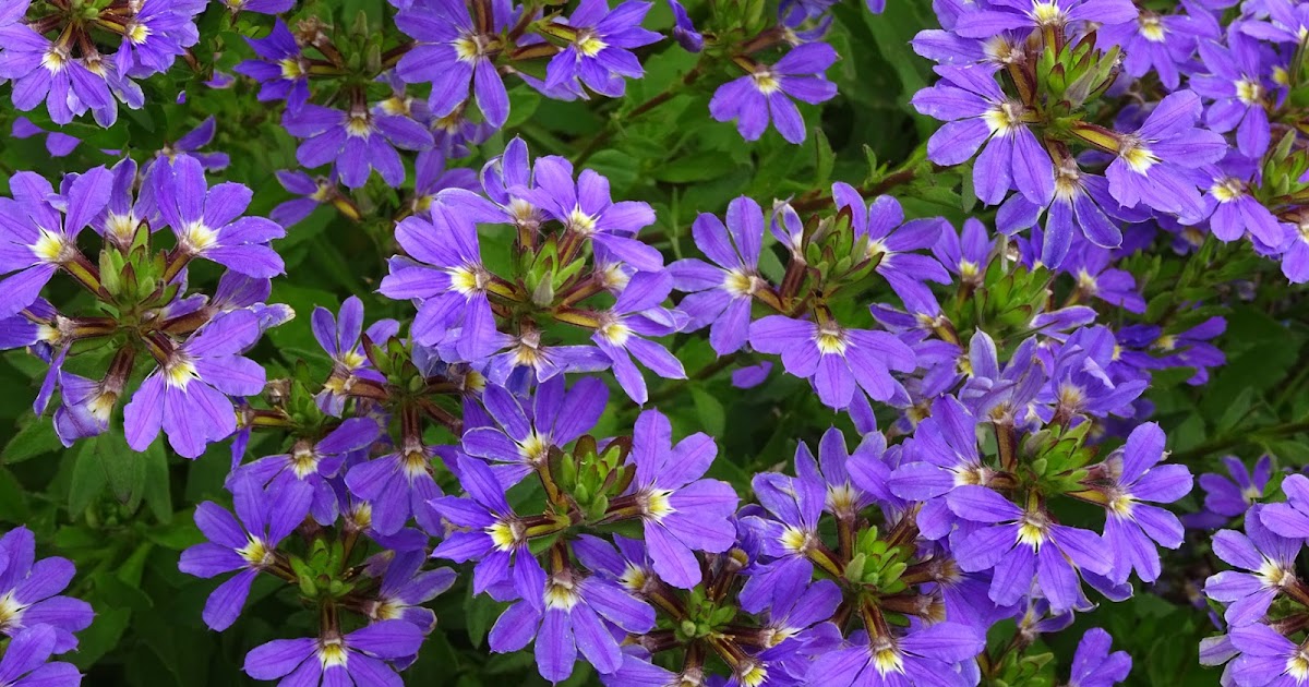 NixPixMix: FAIRY FAN FLOWER