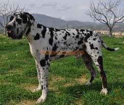 ZAGUATES Y MISINGOS: TEMAS ANTERIORES