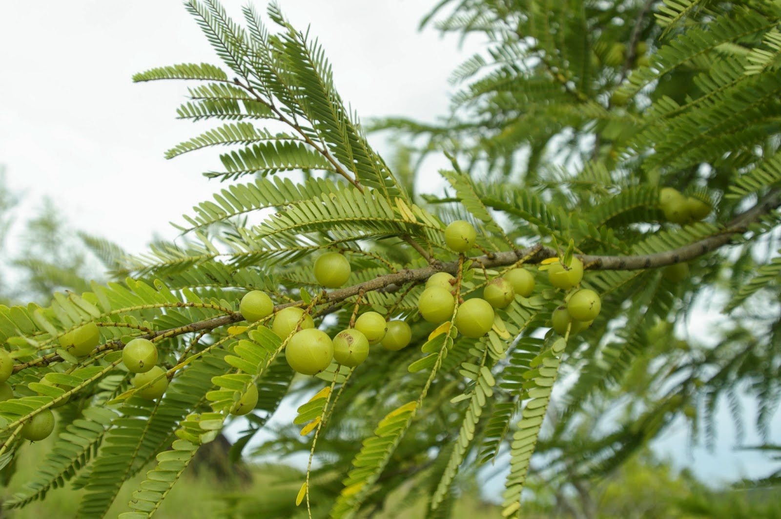 Jual Buah Amla/Malaka/Kemloko/Goosebarry/Ammaliki/Phylanthus Emblica ...