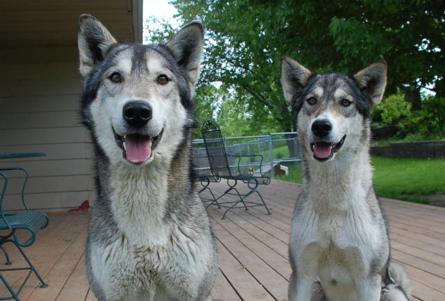 Points Unknown; Dog-Based Adventures: Some of the Points Unknown Sled Dogs