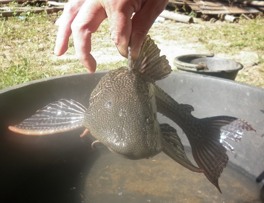 ChiangHai Mag: Airplane fish
