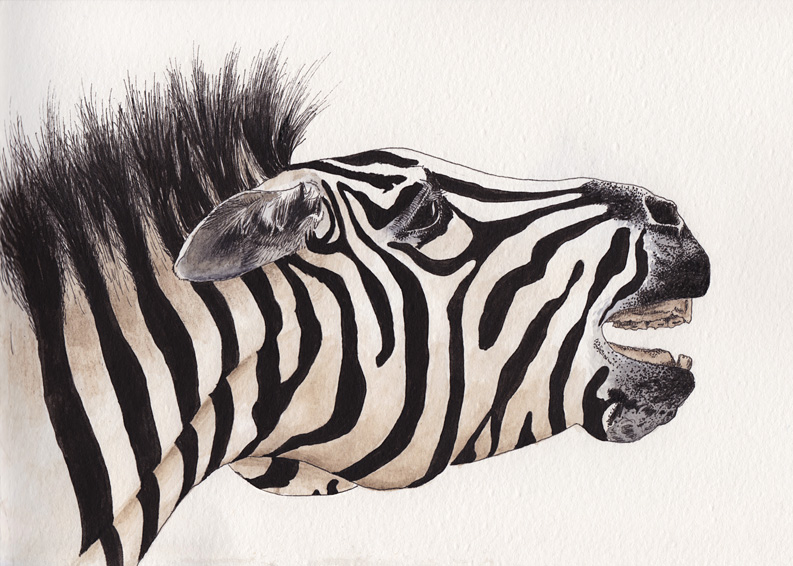 Look twice, draw once: the Zebra (finished)