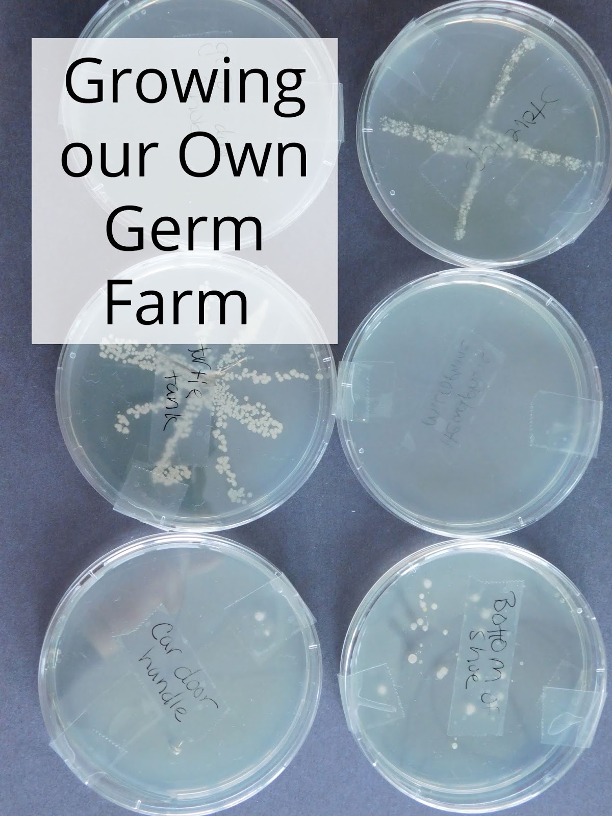 100 Days of Science #45-- Growing a Germ Farm