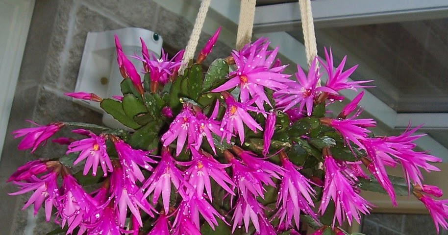 Earth and Space News: Wild Brazilian Easter Cactus: Kin to Cultivars ...