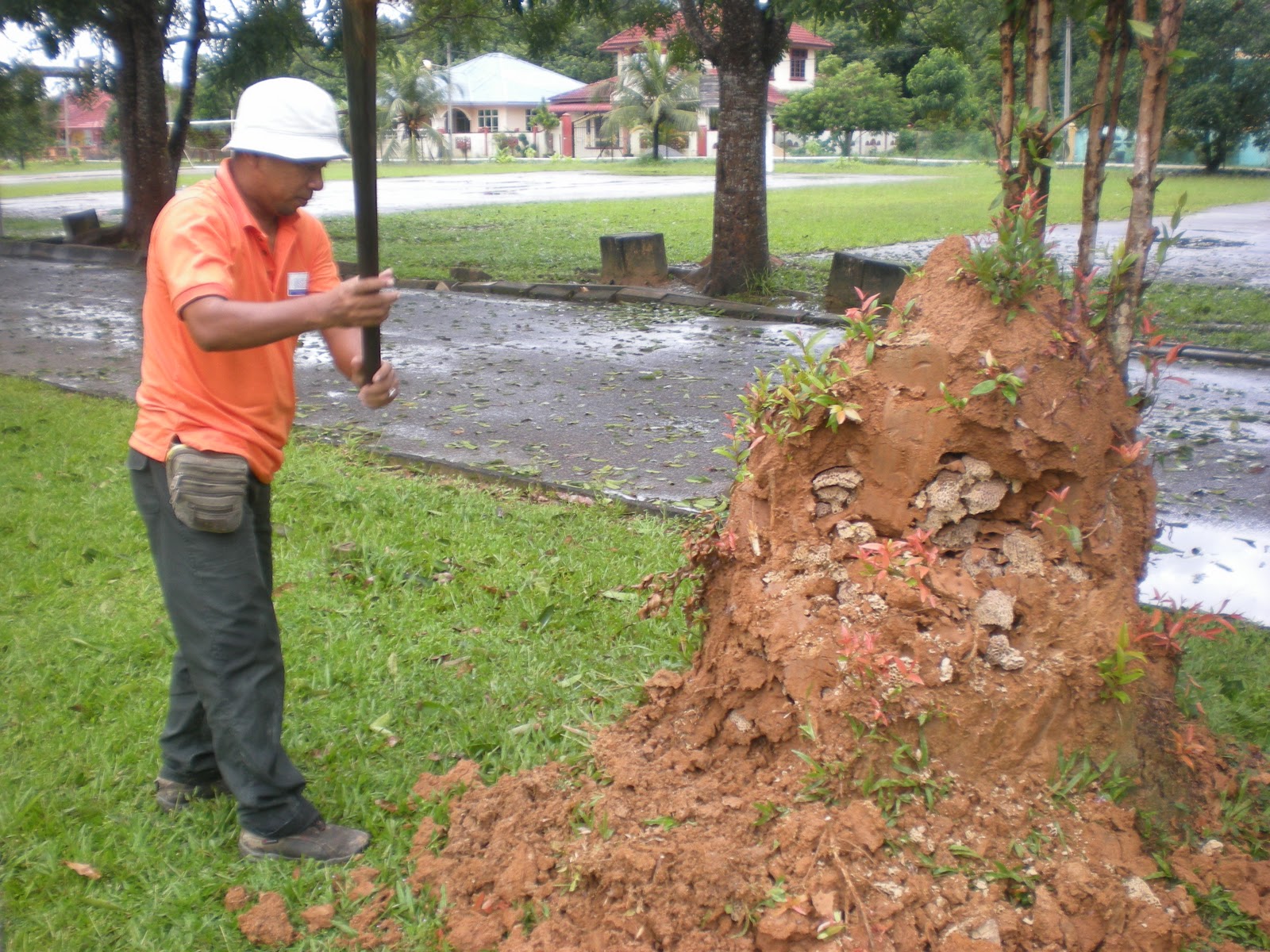 estipestcontrol: MENGENAL KOLONI(BUSUT) ANAI-ANAI & CARA MEMUSNAHKANYA