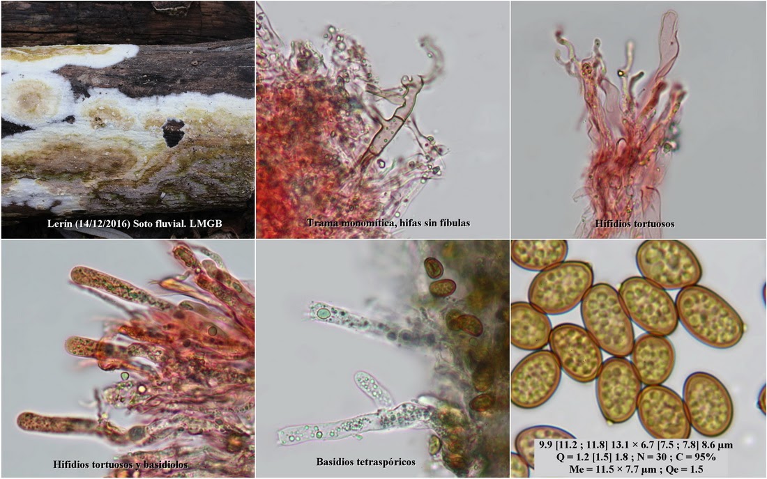 Guía de Setas y Hongos de Navarra.: Coniophora puteana (Schum. Ex Fr ...