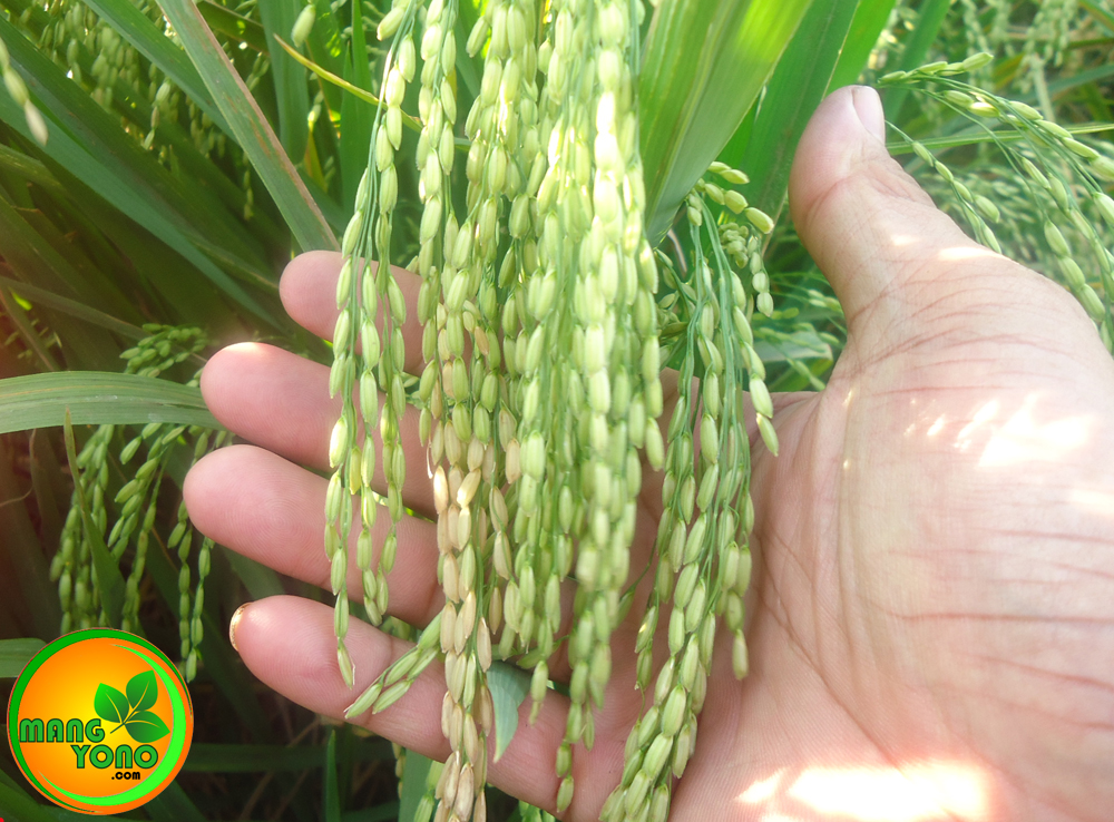 Padi Sawah IR - 42 (1980) jenis padi pera