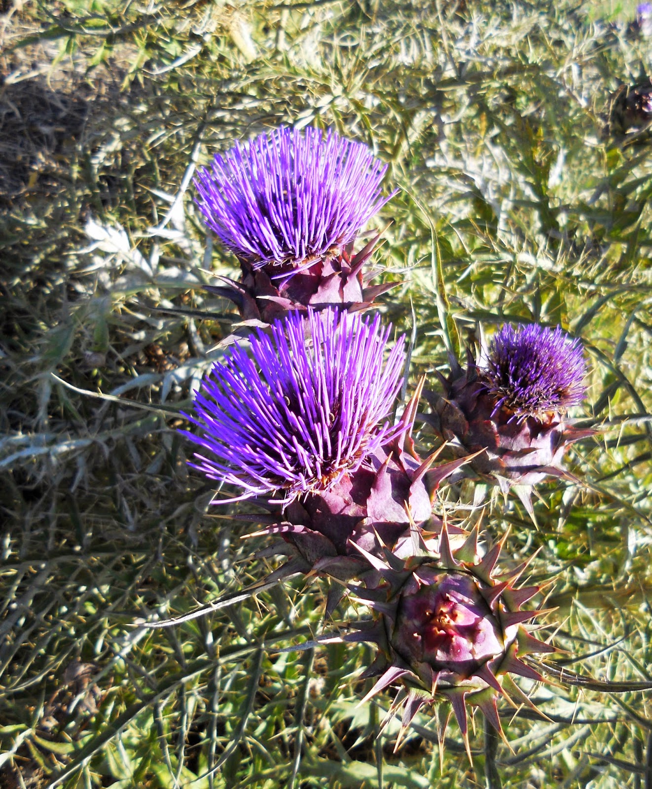 Cheerfulmoon: mor diken