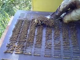 Buzzing Across America: Propolis: the Glue of the Hive