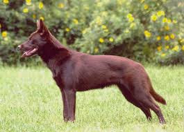 Woolshed 1: Farm working Dogs in New Zealand. 1. Breeds.