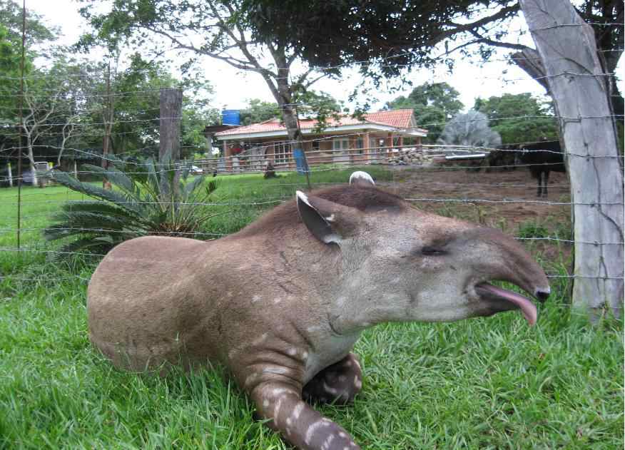 Lo bonito del meta: Departamento Del Meta Y Su Fauna
