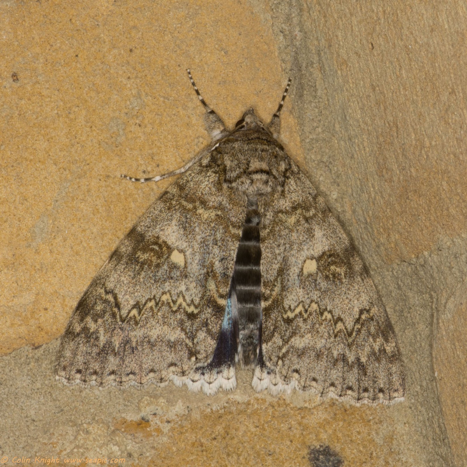 Postcards from Sussex