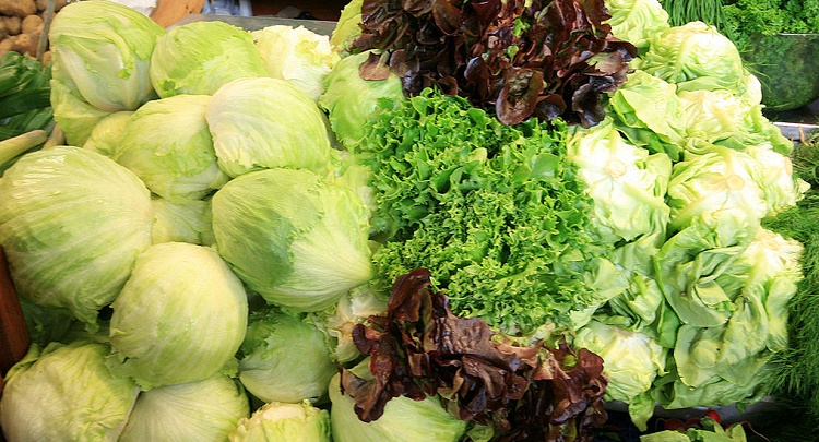 HOW TO GROW LETTUCE FROM SEED |The Garden of Eaden
