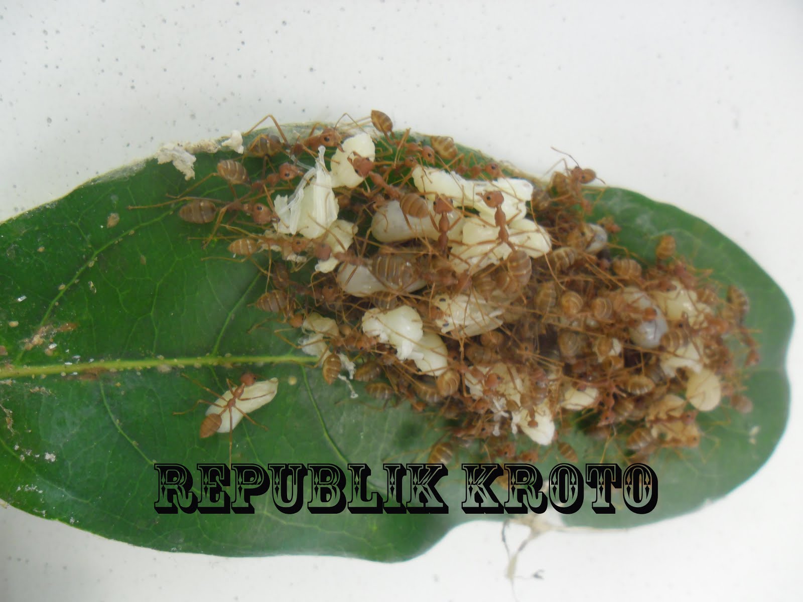 Tips Ternak Kroto Murah | Republik Kroto
