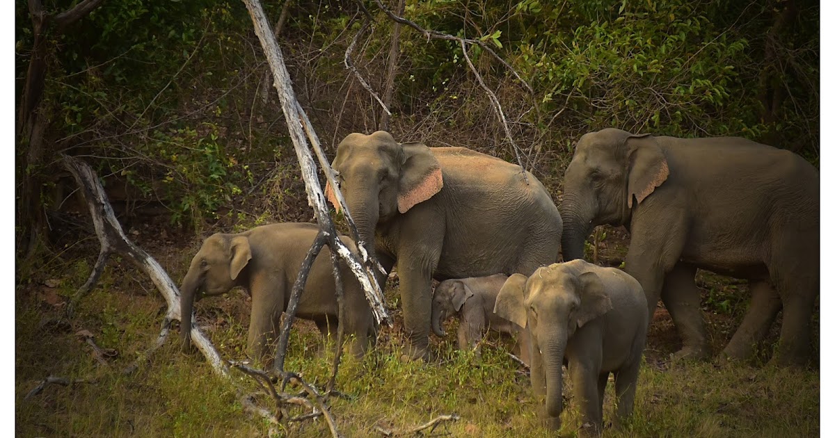Anand photography(Mambo): thenmala forest