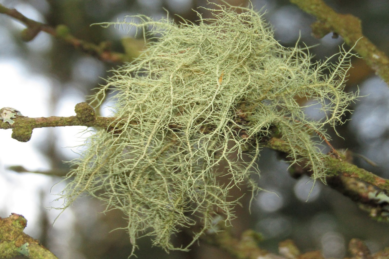 Introduction to lichens