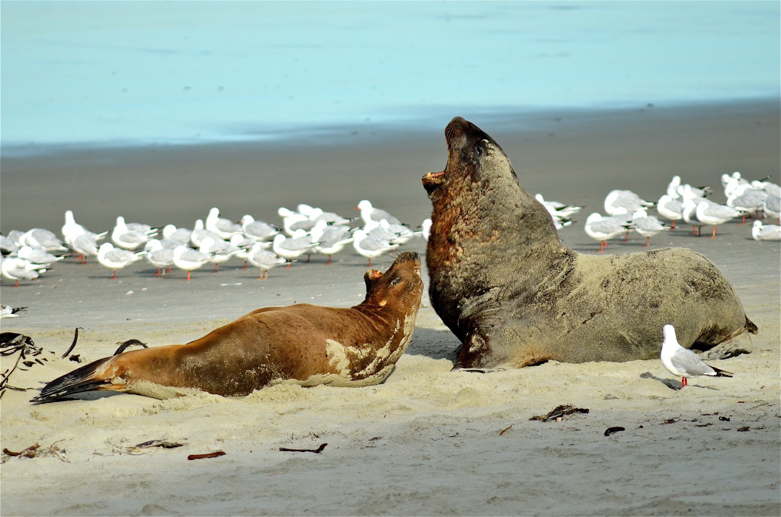 New Zealand: Rare Animals on the Otago Peninsula