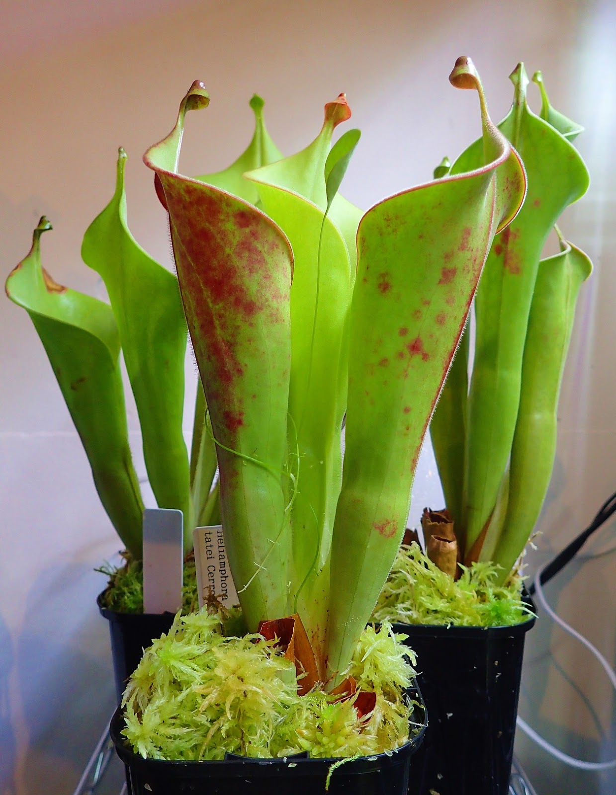 Heliamphora tatei #2 / H.neblinae #3