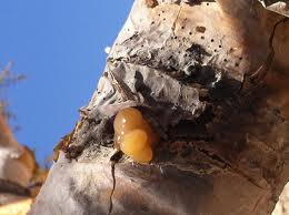Face to Grace: FRANKINCENSE: NUGGETS OF GREAT POWER