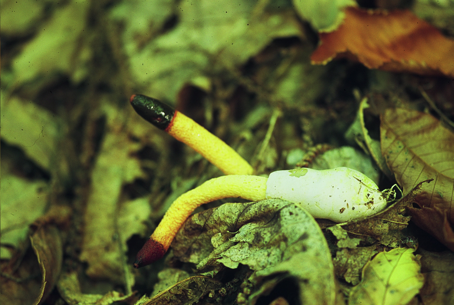 FUNGOS DE GALLAECIA Y NORTE DE LUSITANIA: NOCIONES BASICAS DE MICOLOGIA