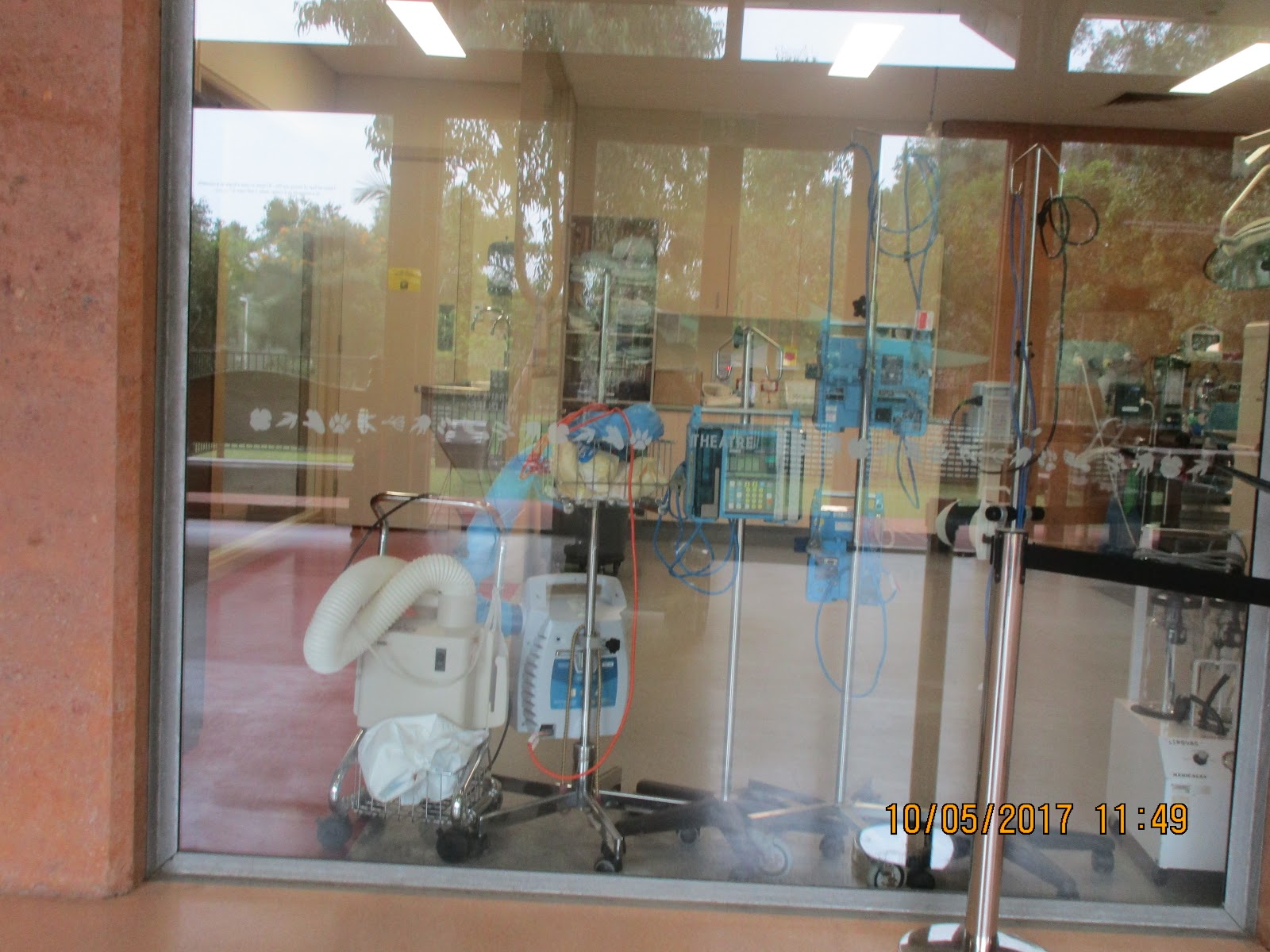 Australia Zoo Wildlife Hospital (Sneak Peek)