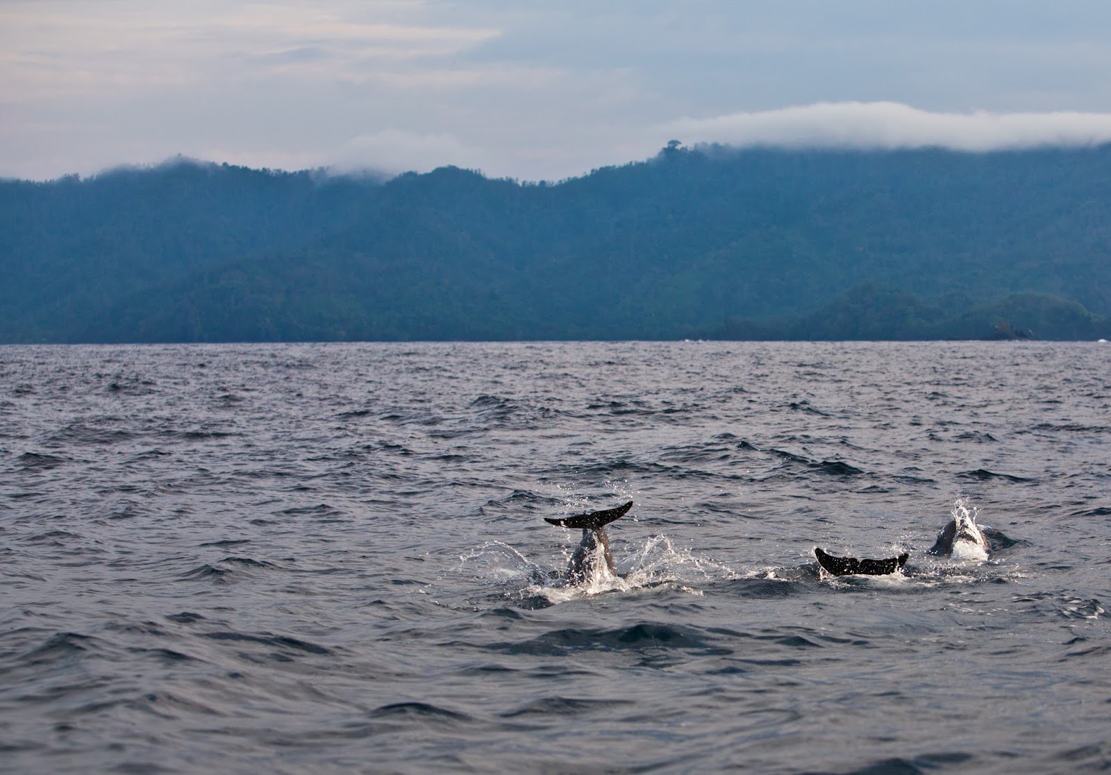 My Purple World : Dolphins at Kiluan Bay, Tanggamus, Lampung